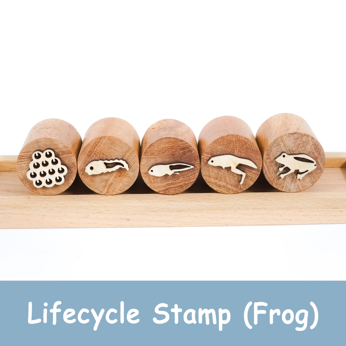 Frog Life Cycle Wooden Stamp Set – 5 Stages of Frog Metamorphosis ...